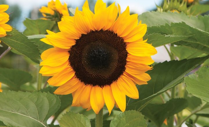 I'm looking for resources and… – Autism Spectrum Australia (Aspect)